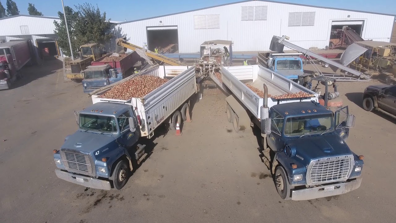 Harvesting Onions 2019 Bybee Farms - YouTube