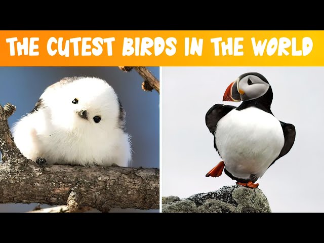 Cutest Bird