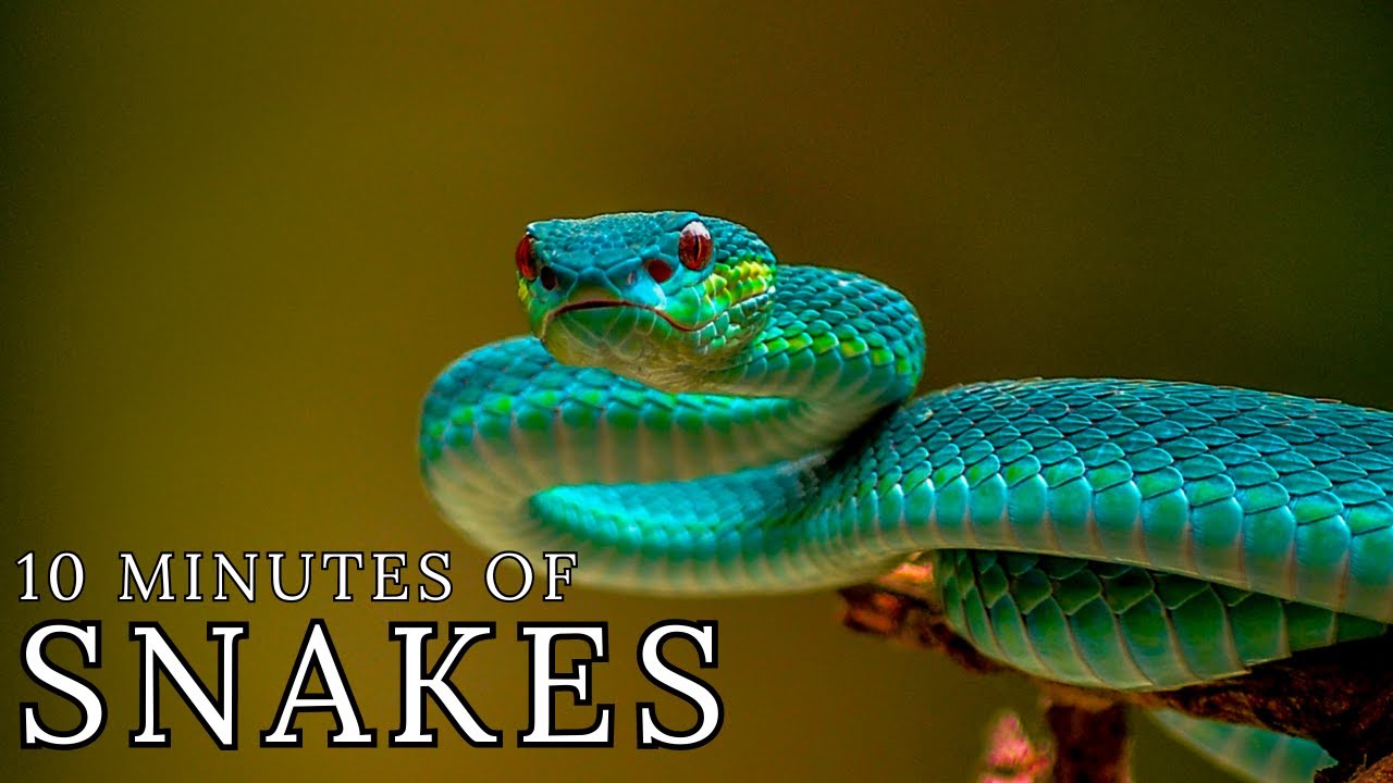 10 Minutes of Snakes - YouTube
