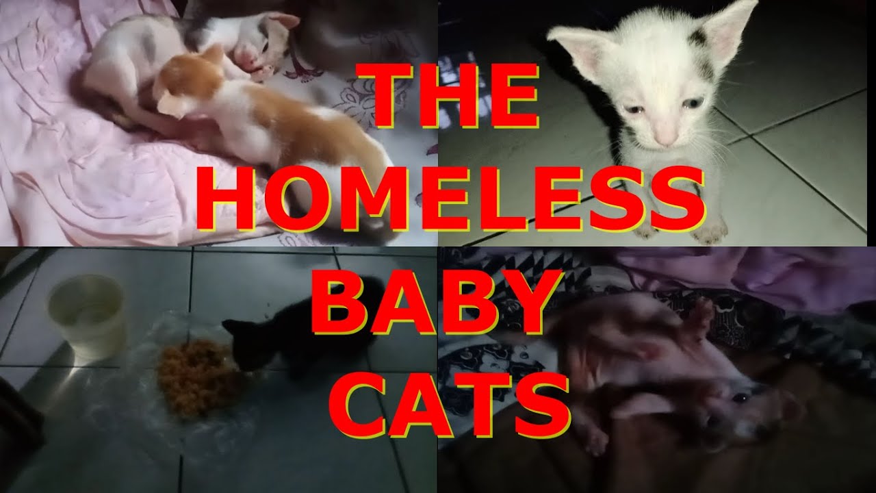 THE HOMELESS BABY CATS ( Anak Kucing Gelandangan ) - YouTube