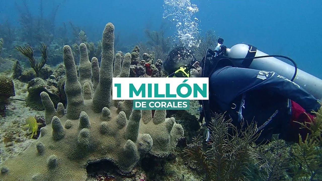 Un Millón de Corales por Colombia - YouTube