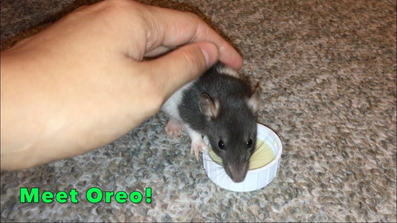 Meet Oreo! Baby Rat #3! - YouTube