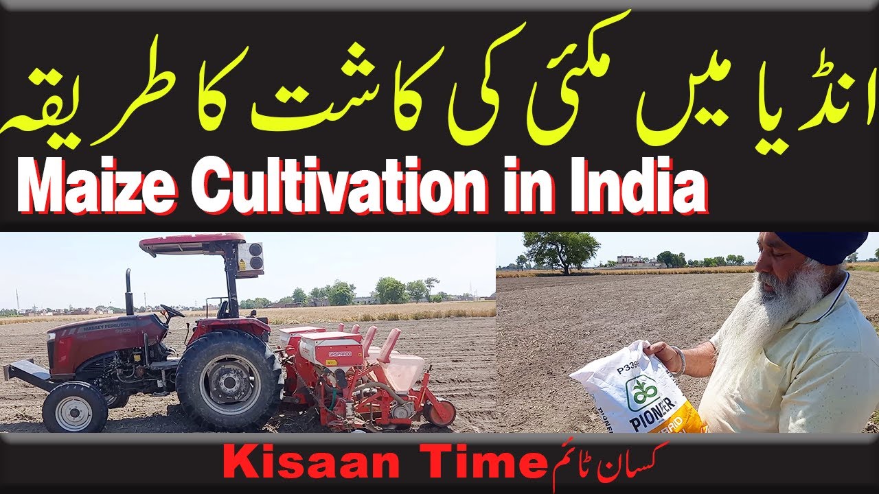 Maize cultivation in India men Maki ki Kasht Makai ki kasht kisan time ...