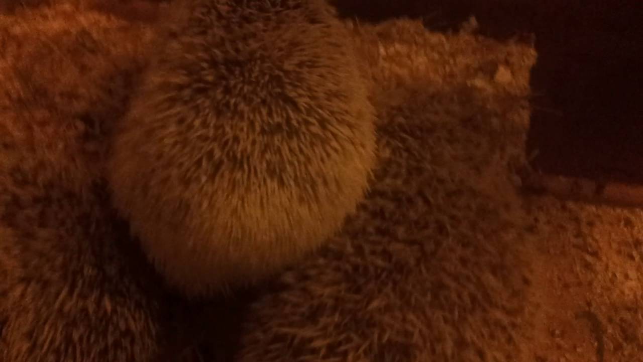 Hedgehog mating sounds part 2 - YouTube