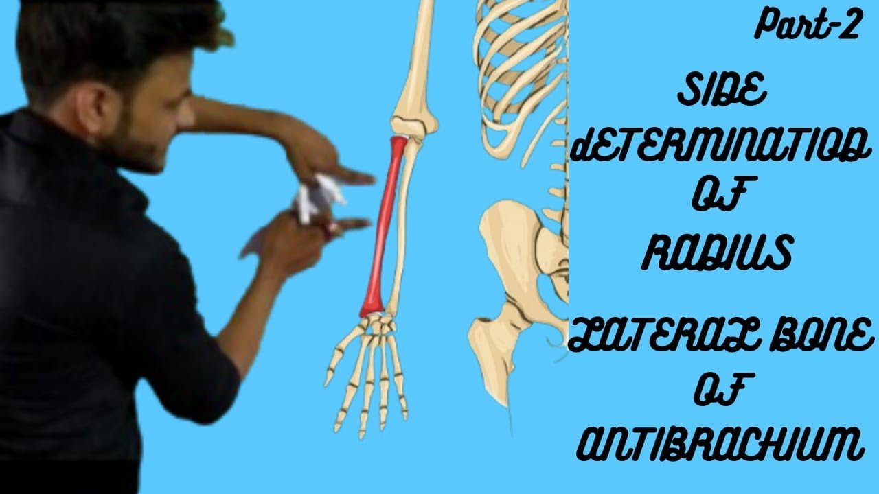 ANATOMY OF RADIUS (PART 2 ) SIDE DETERMINATION BY M A SIDDIQUI - YouTube
