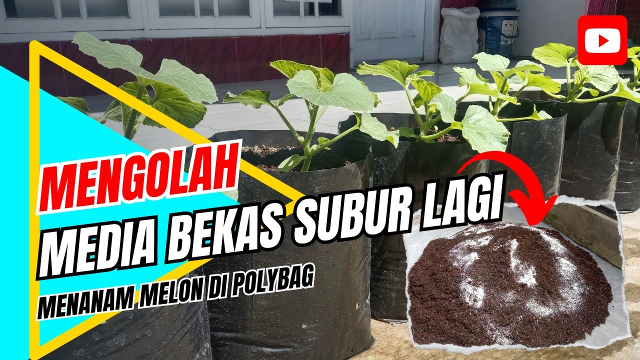 Tips Mengolah Media Tanam Bekas Jadi Subur untuk Tanam Melon di Polybag | Berkebun Pupuk Organik ...
