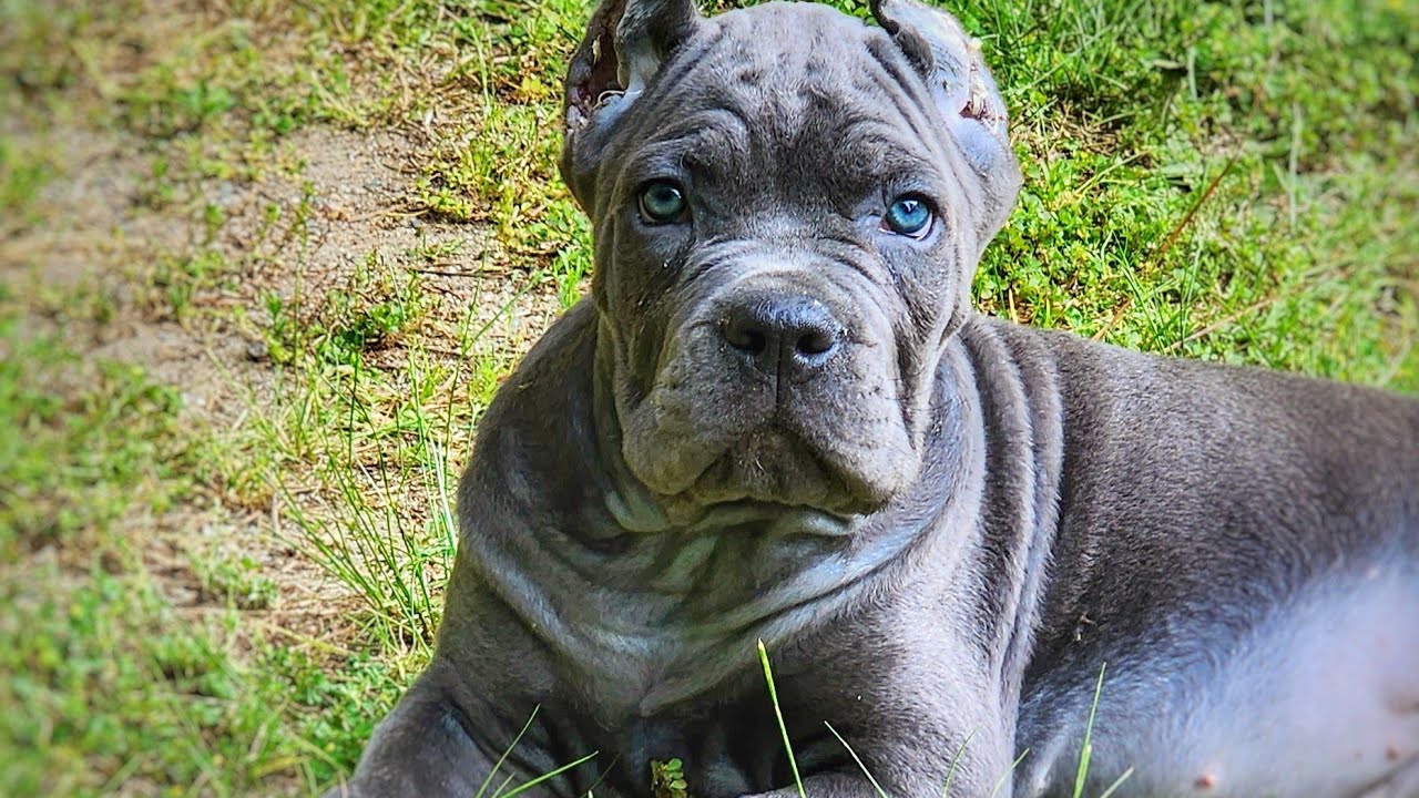 Alpha Cane Corso shows her daughter who is boss 🫣 - YouTube