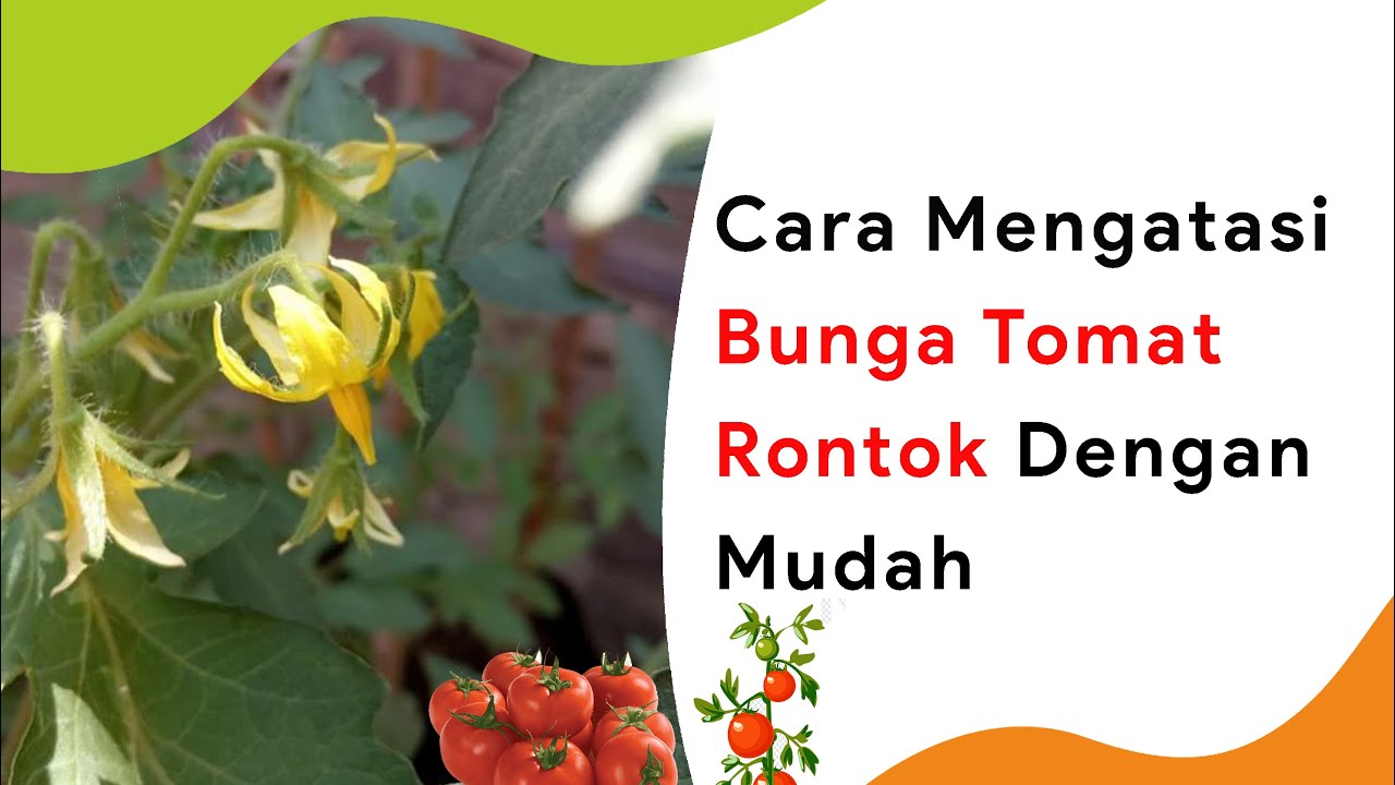 Cara Mengatasi Bunga Tomat Rontok - YouTube