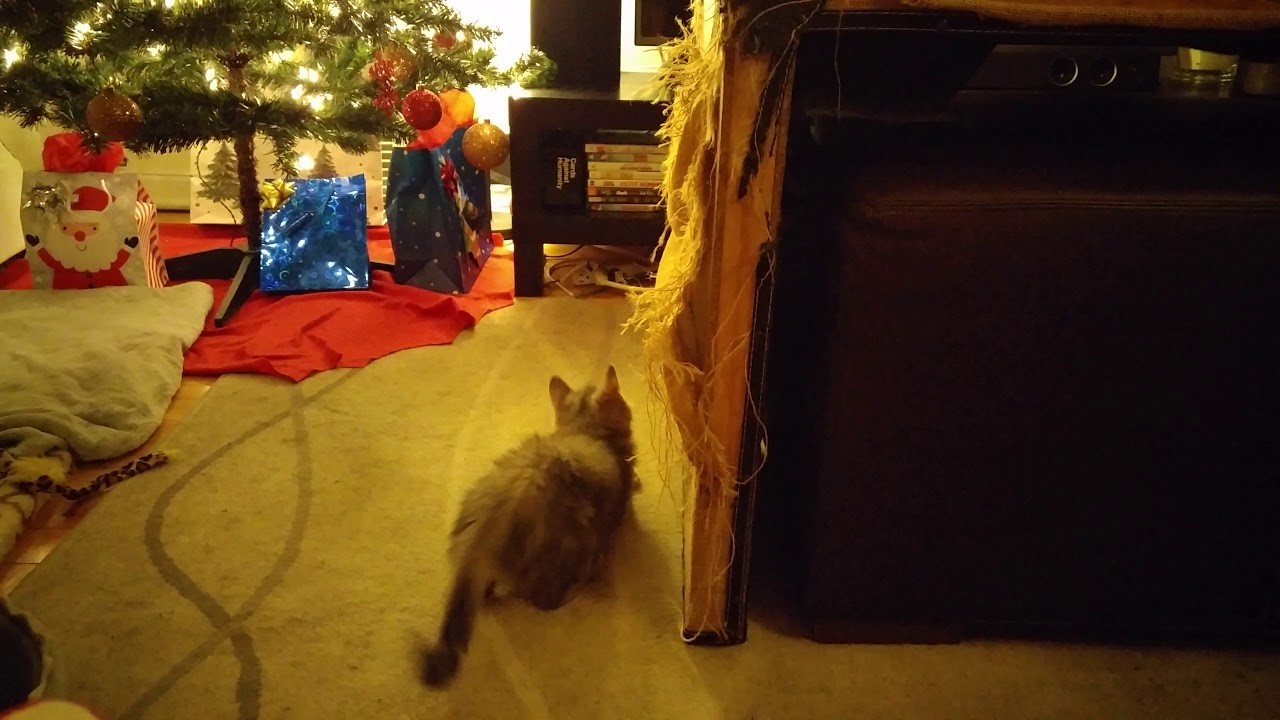 Leeloo' adventures - Funny Cat's fight - YouTube