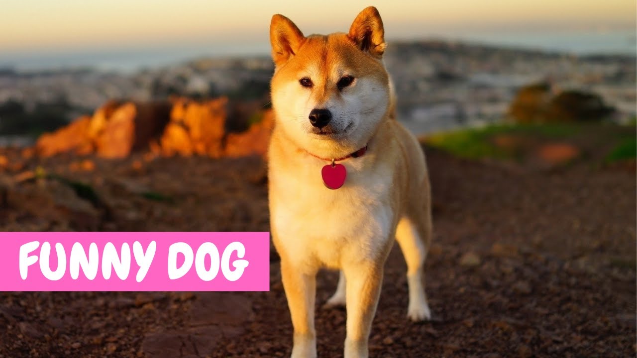 Funny Dogs Compilation (2019) | Cute Dog Animal's Life - YouTube