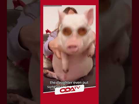 Kesime götürülen domuz araçtan düştü, hayatı değişti!  #shorts