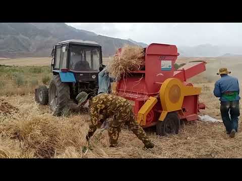 چم آوری حاسیلی گندم  ҲОСИЛИ ГАНДУМ, ХУДОРО ШУКР