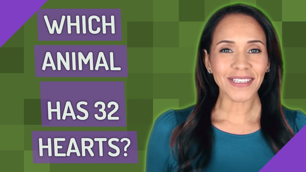 Which animal has 32 hearts? - YouTube