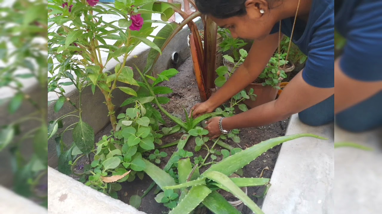 Green Living Movement Partner 2021 by Nanmathi at ASBM Coimbatore - YouTube