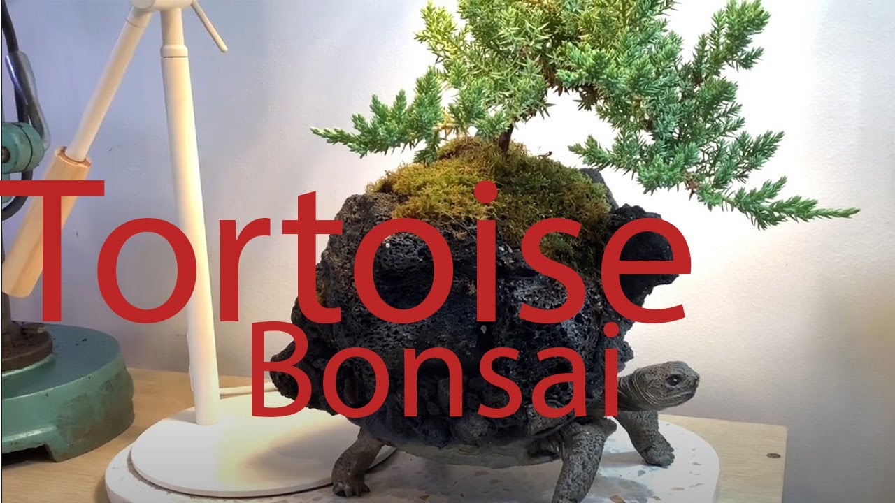Juniper Tortoise Bonsai! (Update) - YouTube