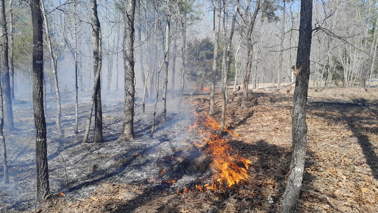 First controlled burn on my property, and in my life (turned out well ...