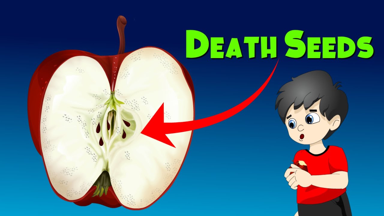 What happens, when someone accidentally ate apple seeds? - YouTube