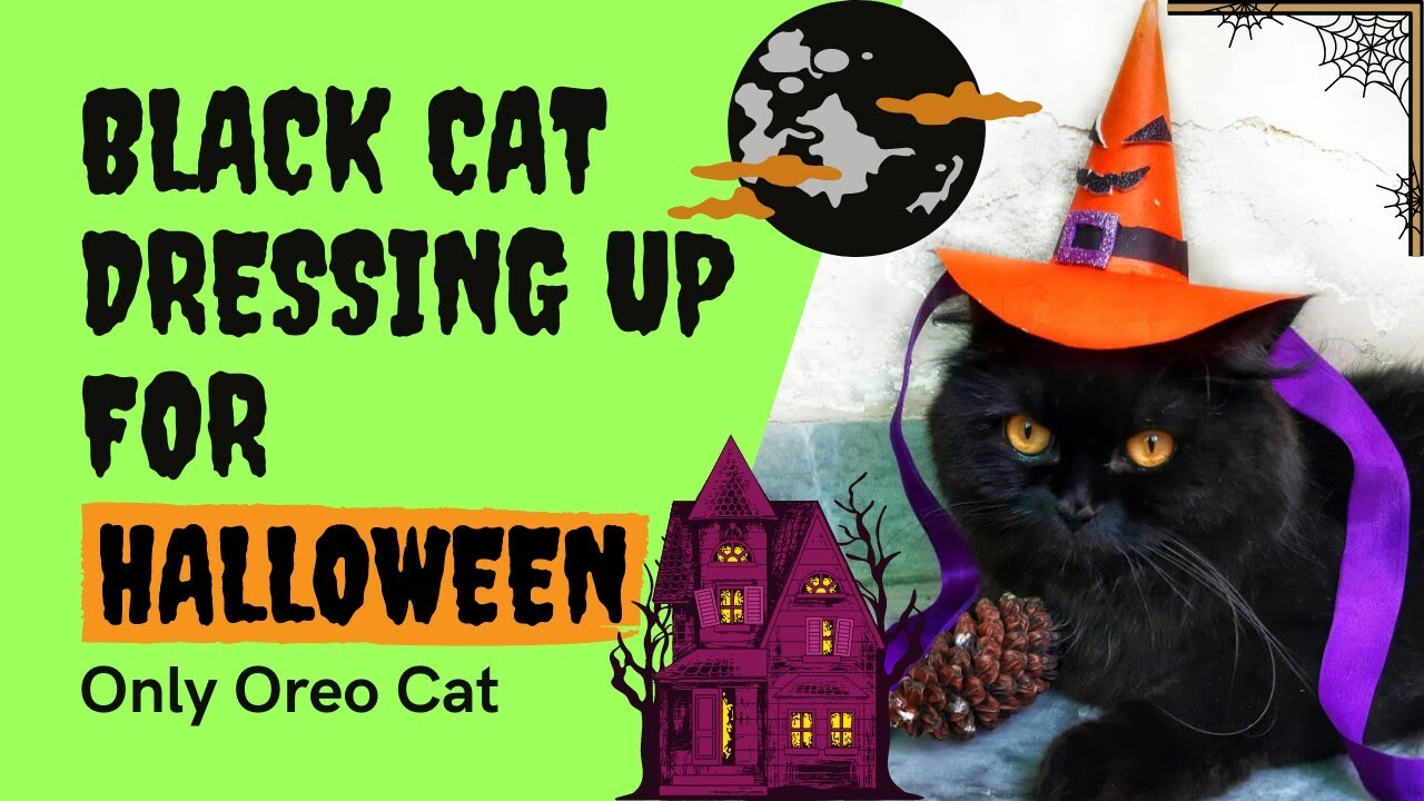 Cat Halloween Costumes | Halloween cat Oreo | Cat Halloween videos ...
