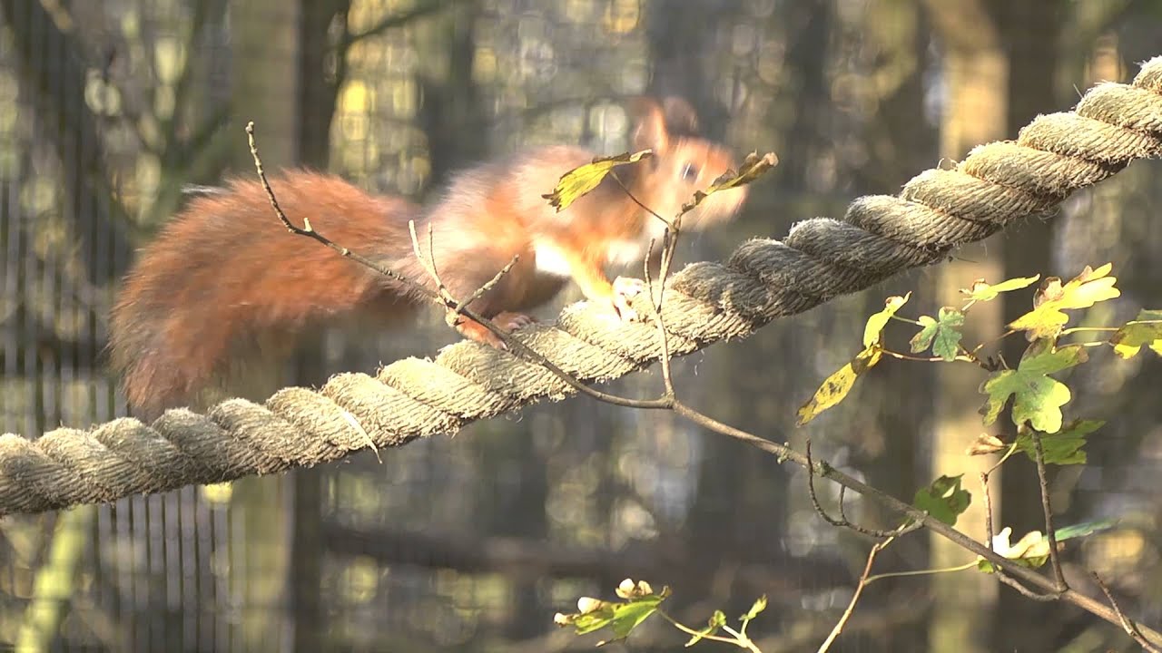 Red squirrel release on Mersea Island - YouTube