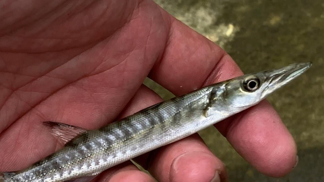 꼬치고기 바다 플라이낚시, 홍콩 Great Barracuda Sea Fly Fishing, HongKong - YouTube