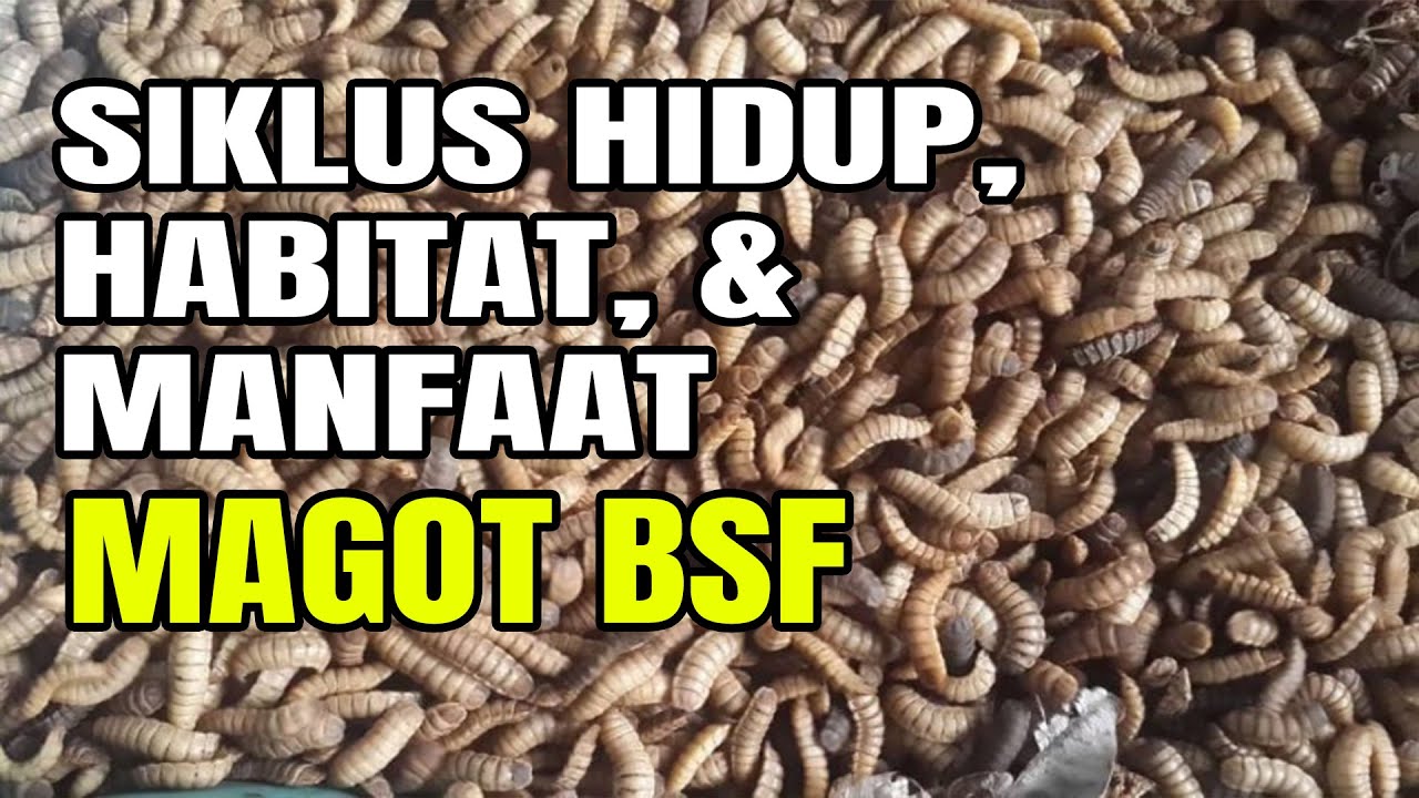Magot BSF : Siklus Hidup, Habitat & Manfaatnya / Link telur maggot BSF ...