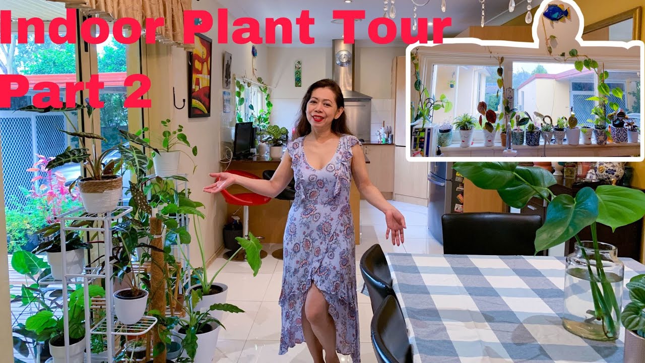 Indoor Plant Tour 2021 Part 2 | 2nd Part of my 170 Houseplant ...
