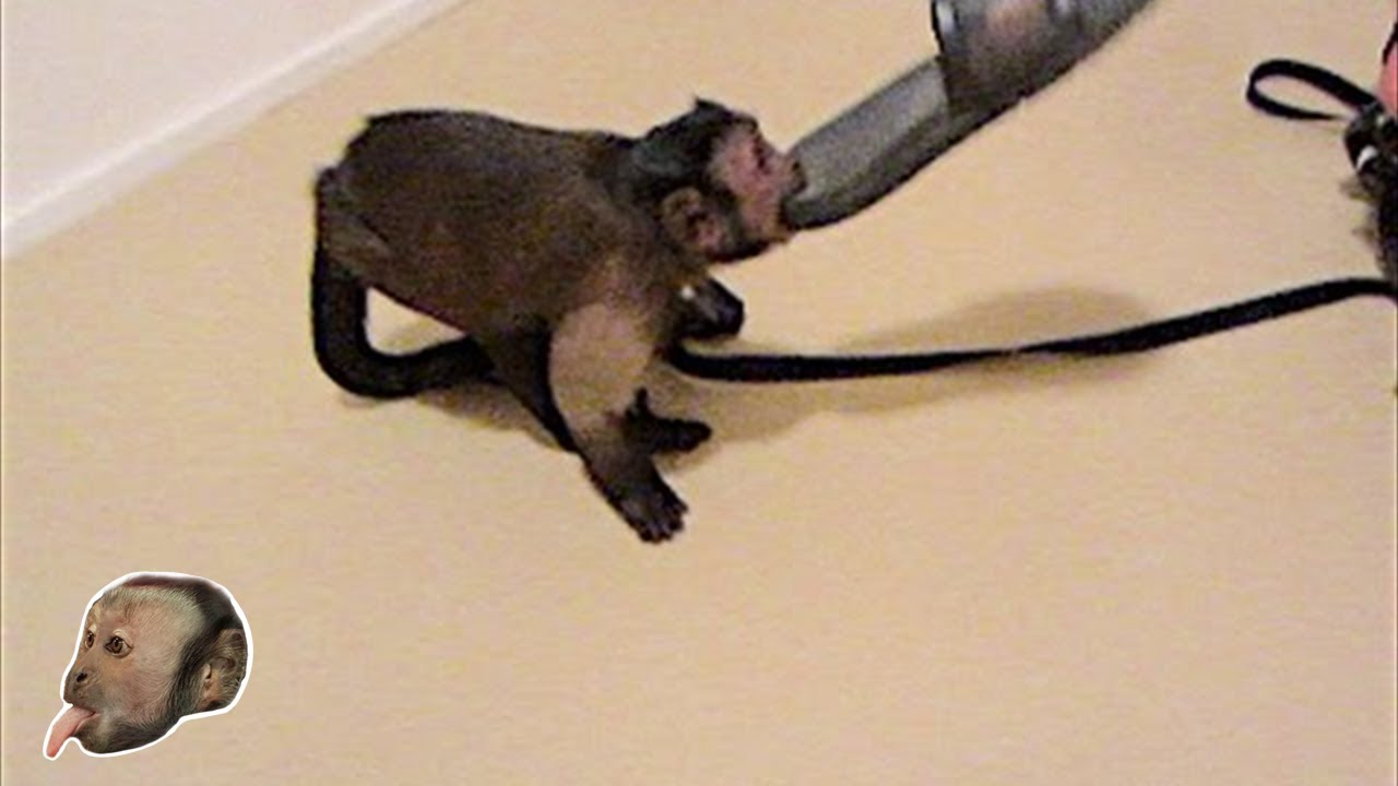 Capuchin Monkey Flip Flop POP! - YouTube