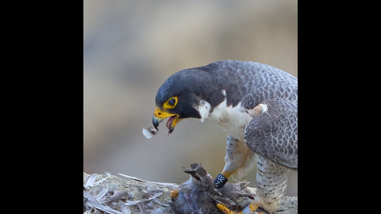 Peregrine Falcon Cleaning up hunt in the morning - YouTube