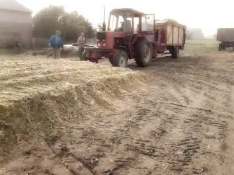 Kukurydza w Wielkopolsce {Claas Jaguar 70 sf i inni} - YouTube
