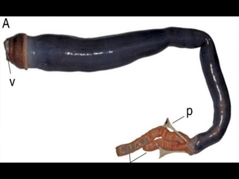 The largest shipworm found in Philippines - YouTube