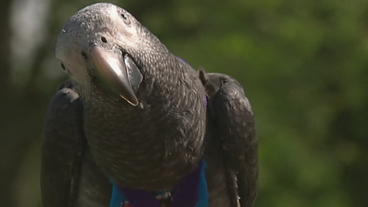 Pet parrot rescues woman from random park attack - YouTube