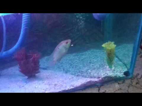 Ikan louhan blue diamond