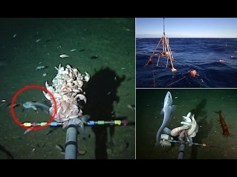 Amazing discovery: Deepest ever fish found - YouTube