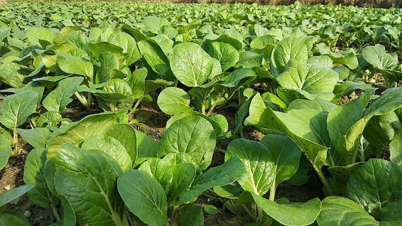 Pavito pechay isat Kalahating kilo nag apply kill insecticide - YouTube