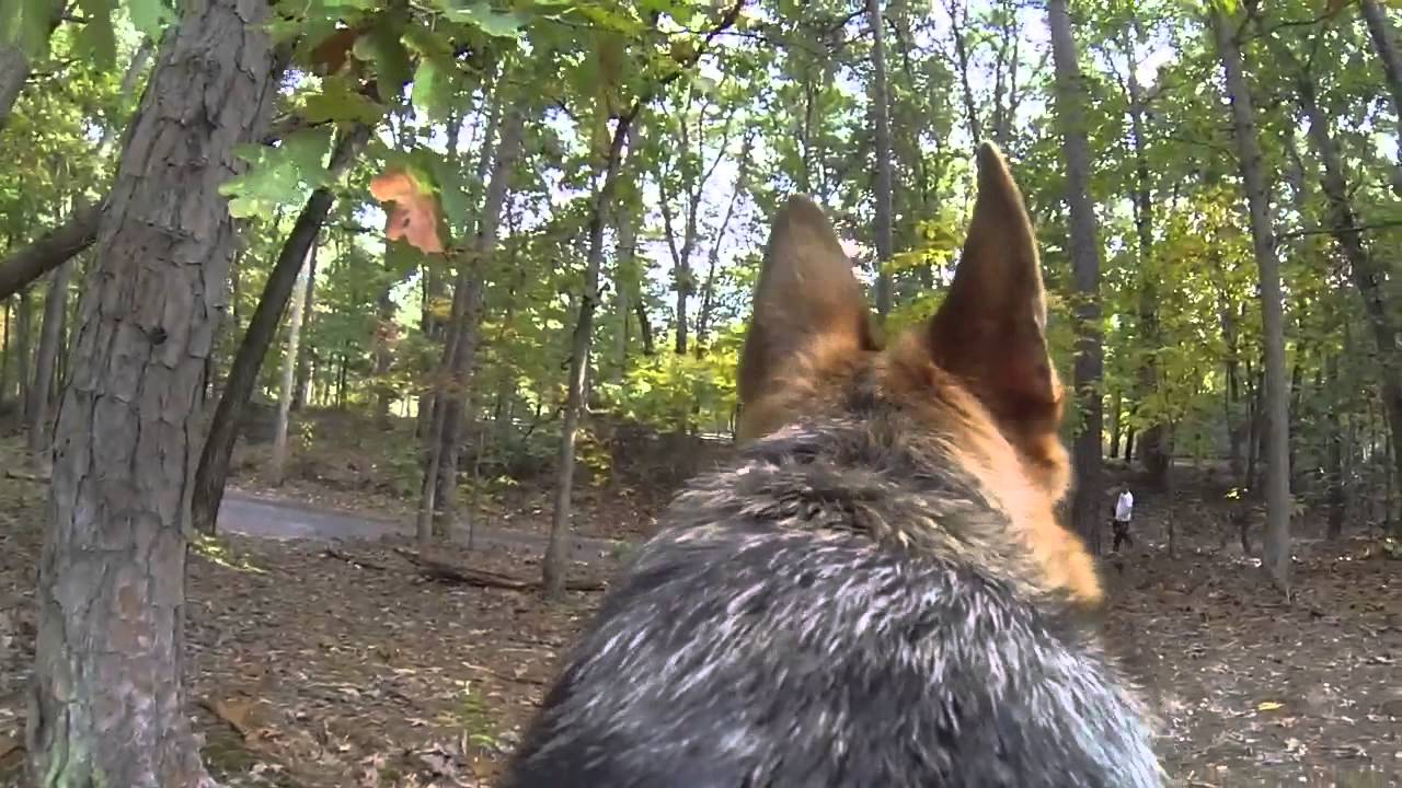 German Shepherd Dog - GSD - Gunnar GoPro Fetch Cam - 10/12/2014 - YouTube