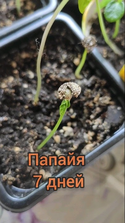 ПАПАЙЯ из семян 🌿 промежуточный результат Shorts Youtube