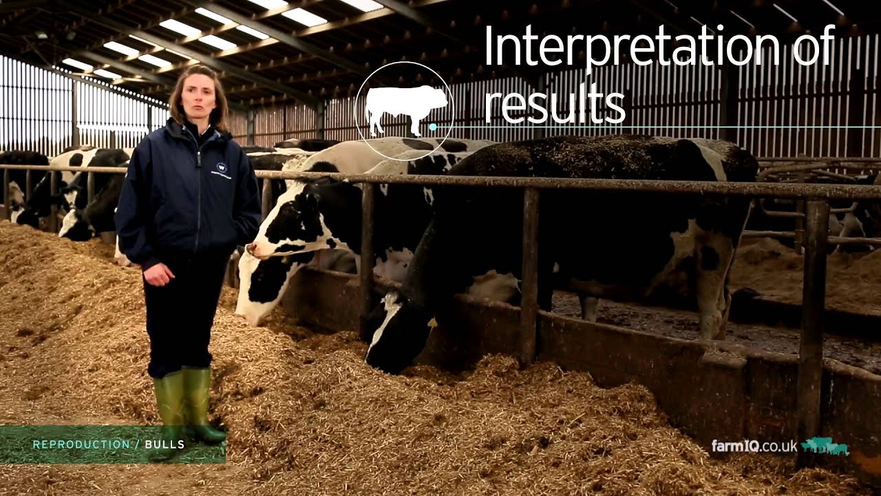 Reproductive Bulls Interpretation Of Results - YouTube