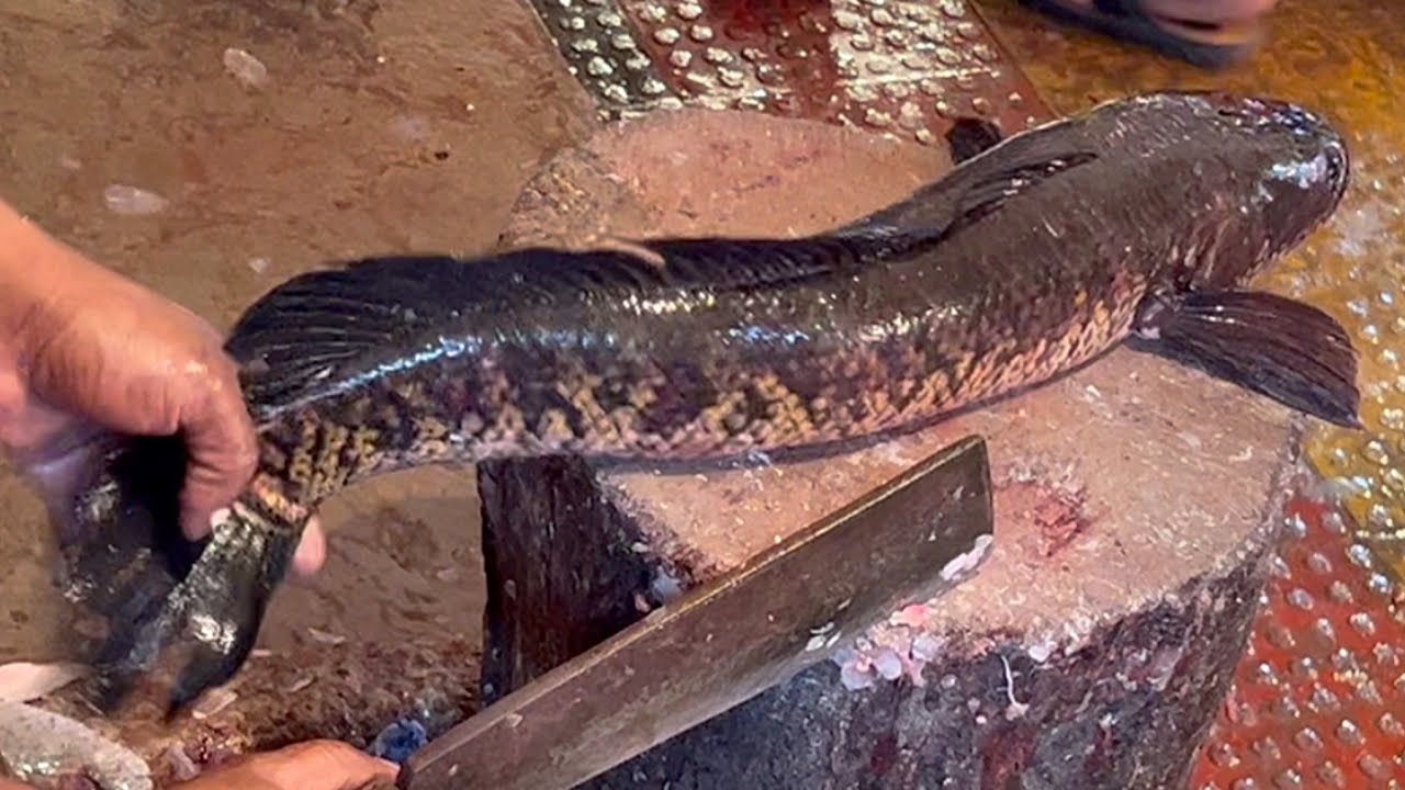 Amazing Giant Sola Fish Cutting Skills Live In Fish Market | Fish ...