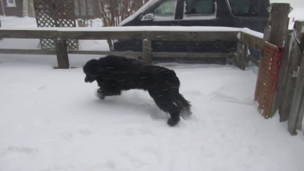 Newfoundland Dog running around in a snowstorm - YouTube