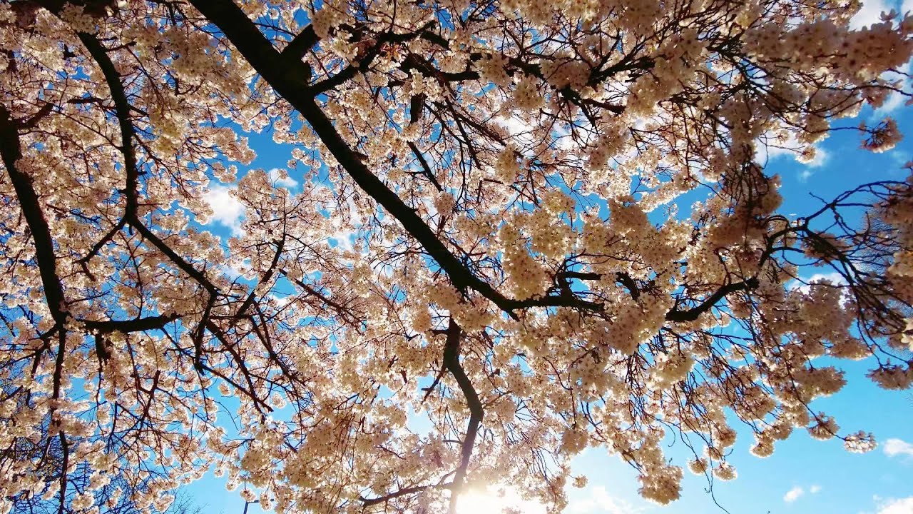 【4K】Christchurch - Hagley Park - Cherry Blossom Season - YouTube