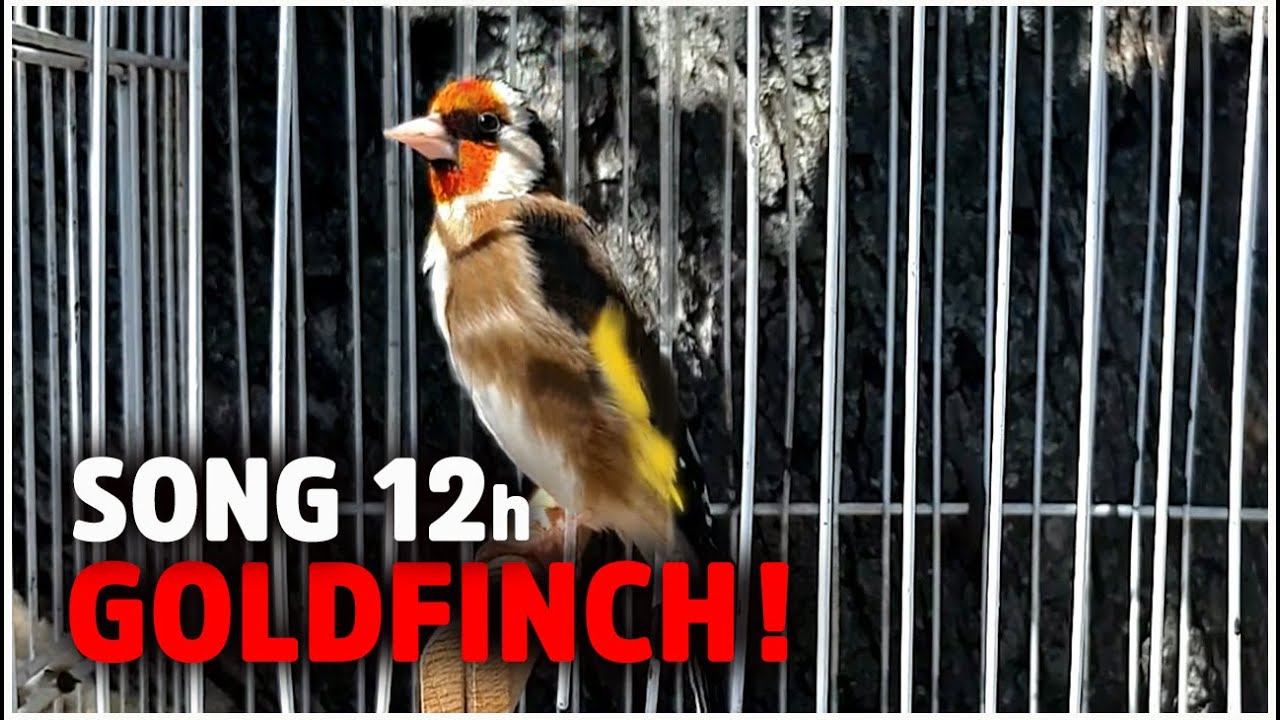 GOLDFINCH 12h Training Song - Amazing Bird - YouTube