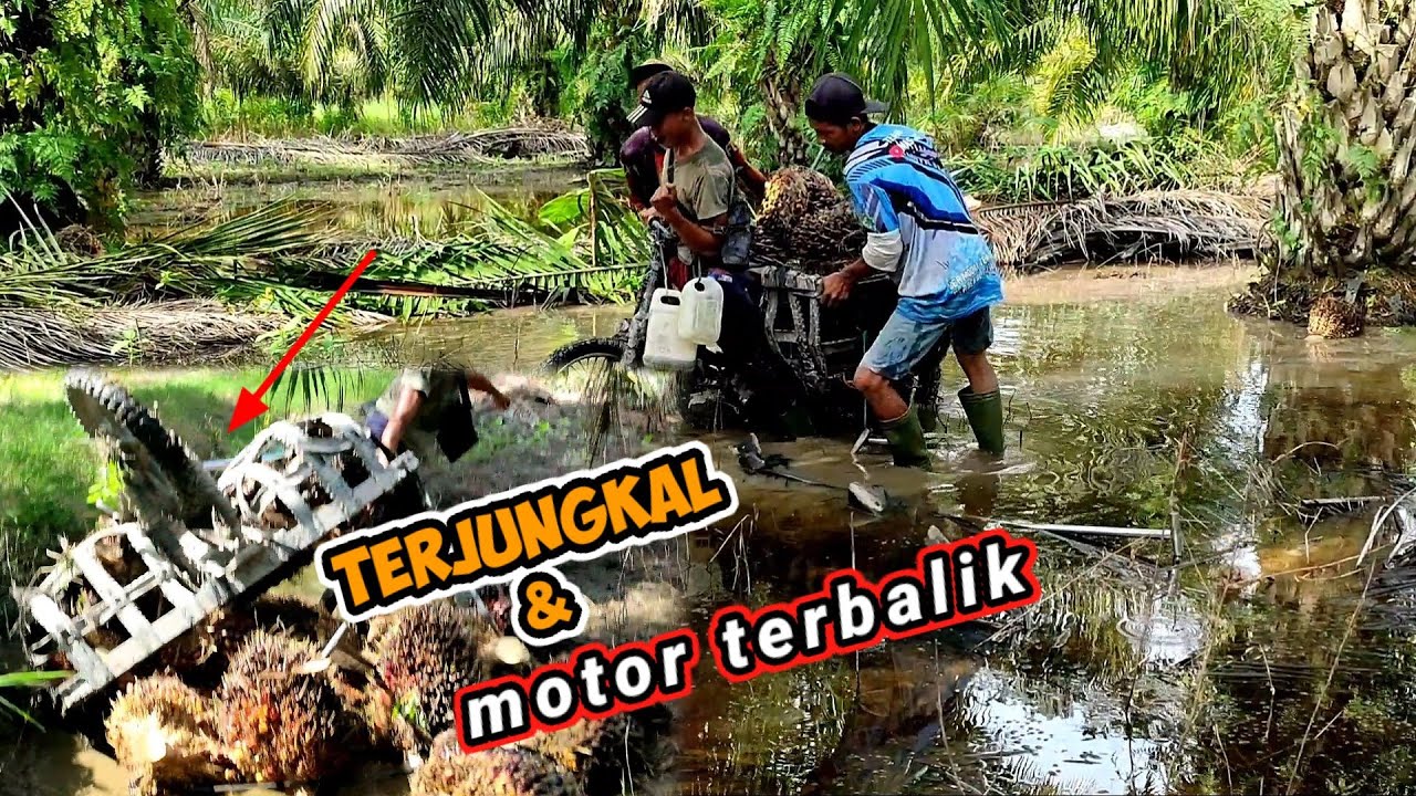 Motor Muatan Sawit Terguling,!! Beginilah Resiko Kuli Langsir Saat ...