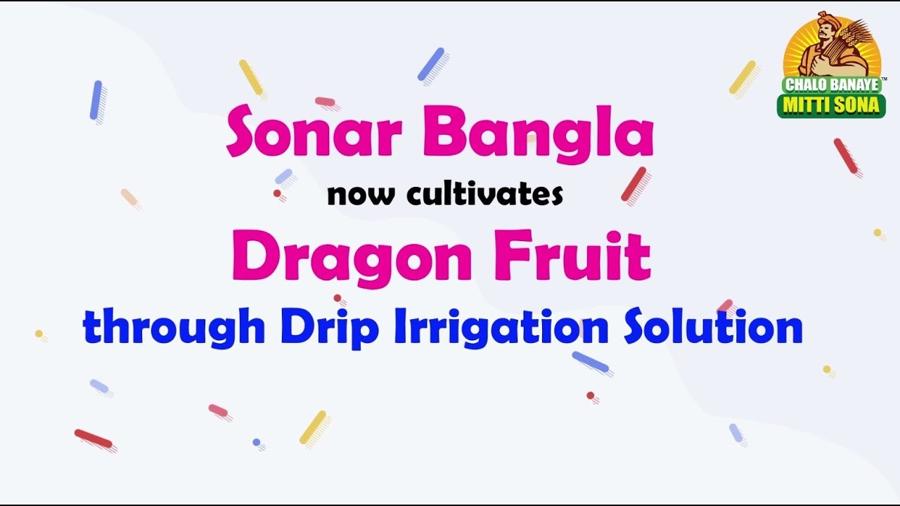 Sonar Bangla now cultivates Dragon Fruit through Drip Irrigation ...
