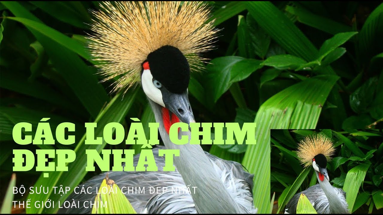4K CHIM: NHỮNG LOÀI CHIM TUYỆT VỜI NHẤT/ MỘT SỐ LOÀI NỖI BẬT BAO GỒM: # ...