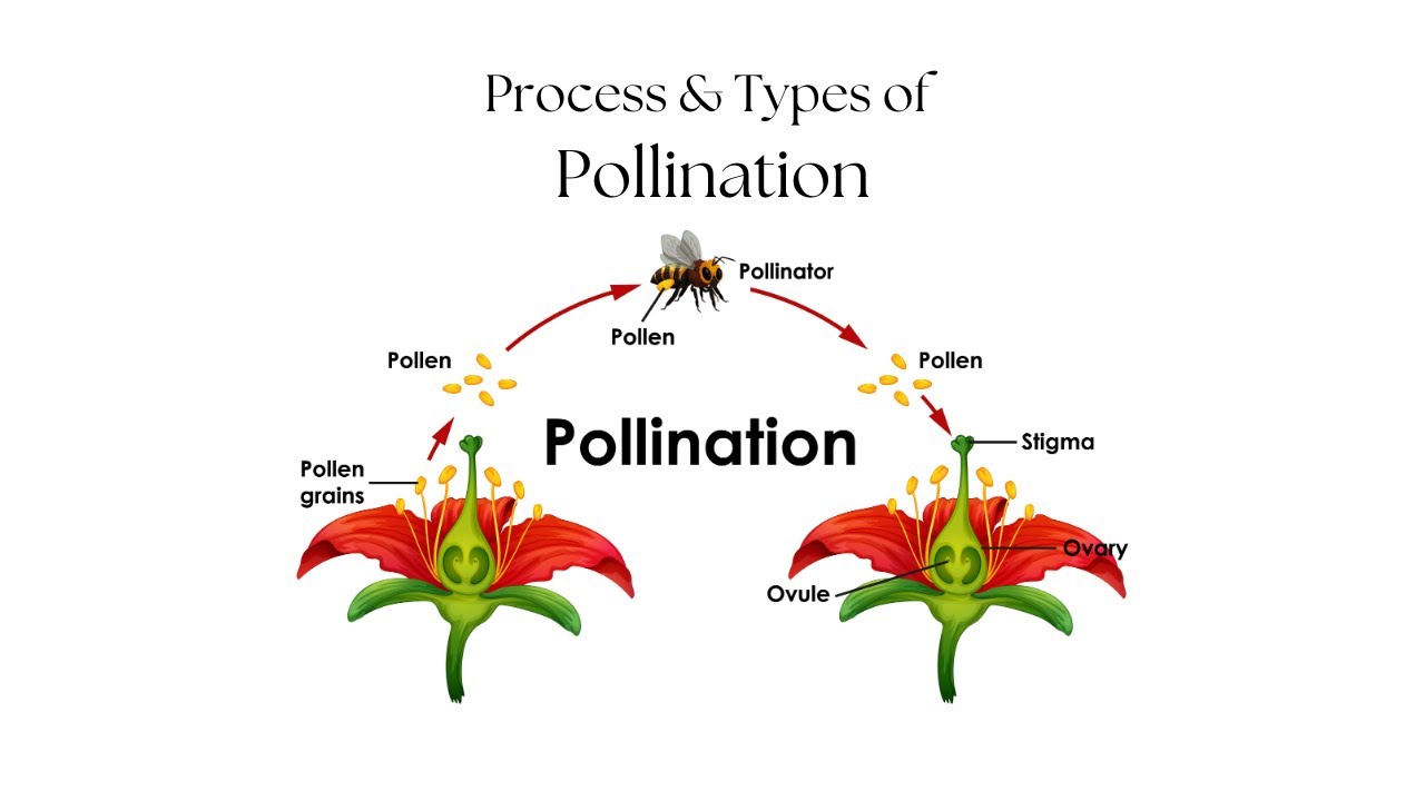 "Pollination Explained! 🌸 Process & Types | Fun Learning for Kids" 🌼 ...