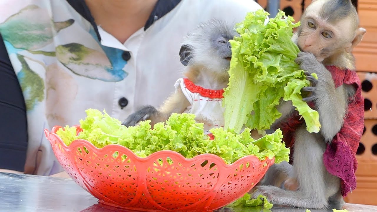 Amazing! Monkey Niki and Miki eating vegetables health benefits is ...