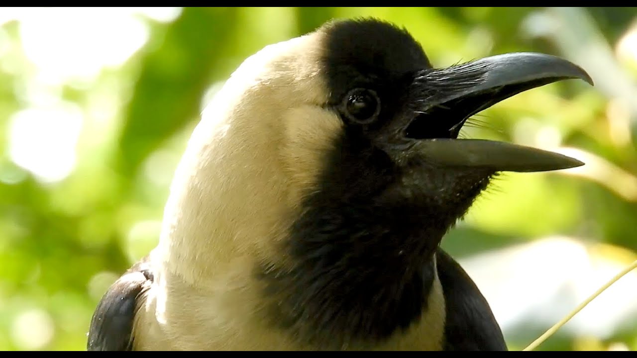 female crow bird and chicks crowing sounds - YouTube