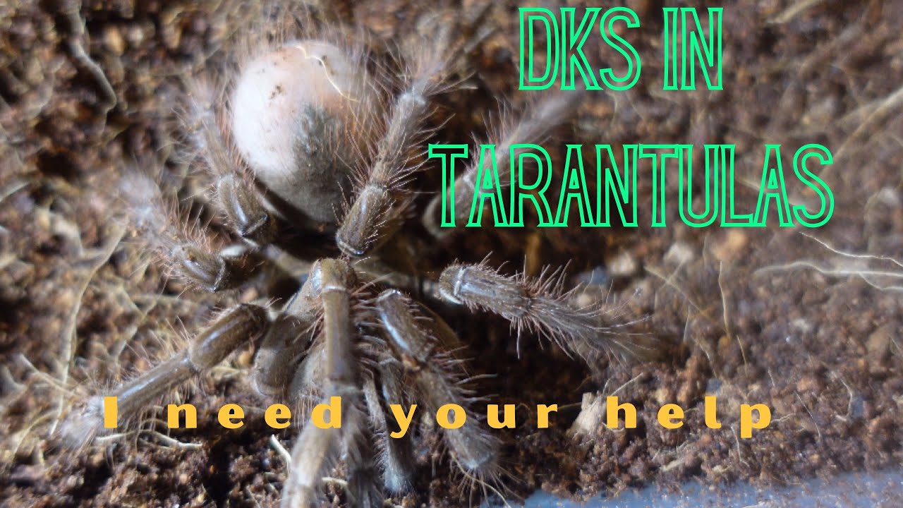 DKS (dyskinetic syndrome) in tarantulas | #dks #dksintarantulas # ...