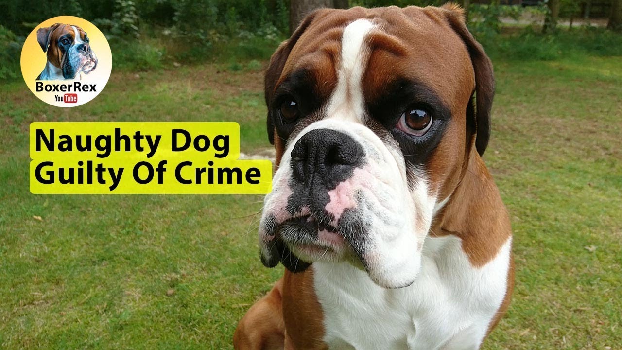 Bad Boxer Boy Breaking Box - Naughty Dog Guilty 😁 - YouTube