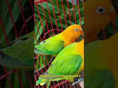 Yellow Face Opaline Working | #LoveBirds #breeding # ...